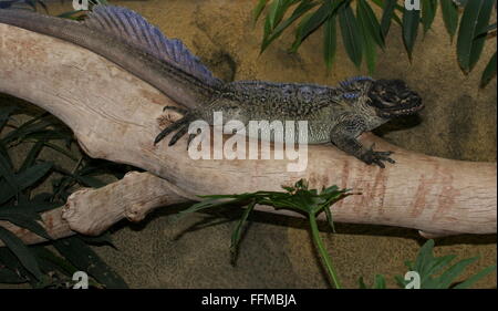 Male Philippine Sail-finned Water Dragon (Hydrosaurus pustulatus). A.k ...