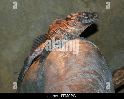 Philippine Sail-finned Water Dragon (Hydrosaurus pustulatus). A.k.a ...