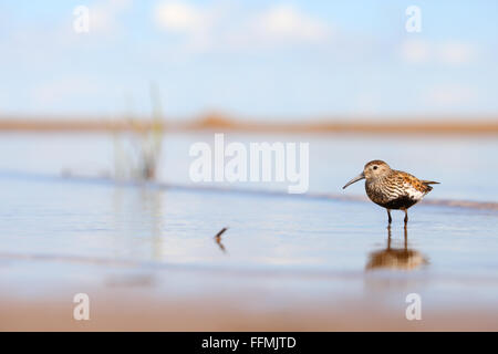 Dunlin (Calidris alpina), adult in winter plumage roosting on rocks at ...