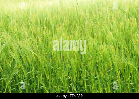 Wheat ripening in field, slight breeze moving the crop Stock Photo - Alamy