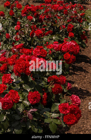 ROSA EUROPEANA FLORIBUNDA ROSE Stock Photo - Alamy