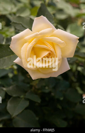 Rosa ELINA, rose, hybrid tea Stock Photo - Alamy