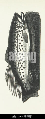 This collection of humorous and light-hearted ballads offers a fun ...