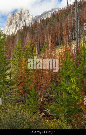 Burned forest, forest fire, Sawback, Bow Valley Parkway, Banff ...
