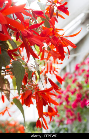 Close-up of vibrant orange begonia flowers blooming in a rustic ...