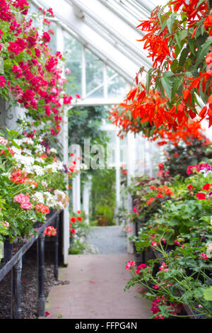 Begonia 'Romance' Hanging Basket Stock Photo - Alamy