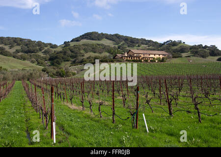 Napa Valley winter vineyard Stock Photo - Alamy