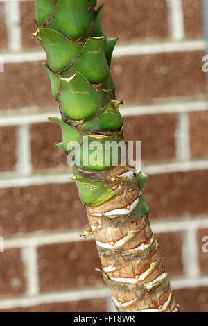 Close up of Yucca trunk Stock Photo: 95805714 - Alamy