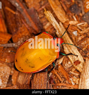 Spectacular vivid orange & red insect, Australian harlequin / jewel bug ...