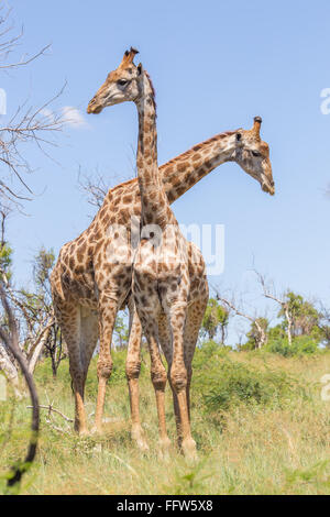 pair of Giraffe with crossed necks standing tall above the trees Stock ...