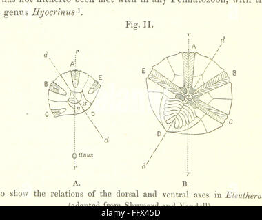 . Catalogue of the Blastoidea in the Geological Department of the ...