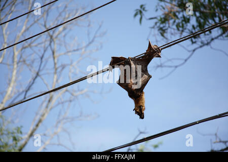 Bat died by electric shock, Kerala, India, Asia Stock Photo - Alamy