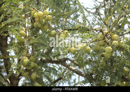 Amla, Emblica officinalis, Indian Gooseberries growing on tree Stock ...