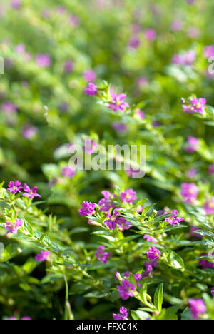 False heather (Cuphea hyssopifolia Stock Photo - Alamy