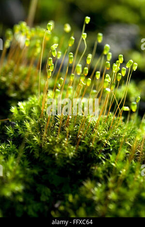 Moss on wall monsoon wet green Marchantia sp Bryophyte Stock Photo - Alamy