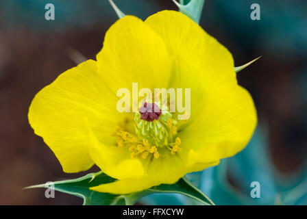 Argemone mexicana mexican prickle poppy yellow flower single Stock ...