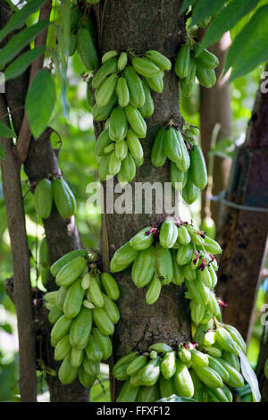 Magnolia acuminata cucumber tree – blue green flowers with a fresh ...
