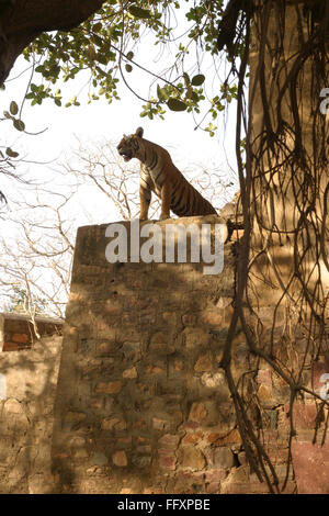Machali Tigress Panthera tigris on wall of lake area of Ranthambore ...