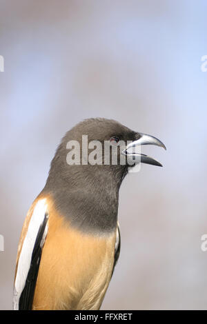 Rufous Treepie bird on Ranthambore safari, India Stock Photo - Alamy