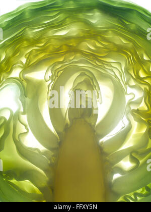 Vegetable cabbage is one of the oldest vegetable used by the ancient ...