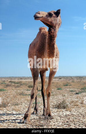Standing Tall, Camel looking over desert, Kutch, Gujarat, India, Asia ...