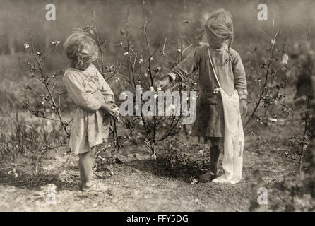Child labor, a young girl picking cotton, Vera Hill, 5 years old picks ...