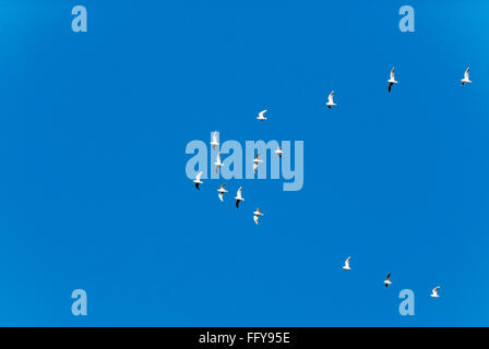 seagulls in flight Stock Photo - Alamy