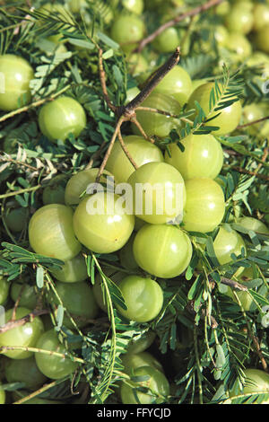 Indian Gooseberry, Amalaki, emblic myrobalan, euphorbiaceae, fruit ...