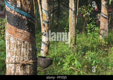 Rubber tapping , Rubber trees , Kottayam , Kerala , India , Asia Stock ...