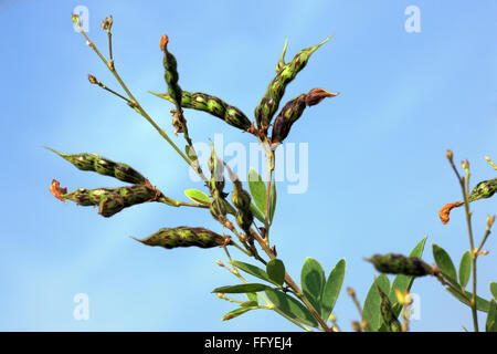 Pulses red gram pigeon pea congo pea cajanus cajan cajanus indicus pea ...