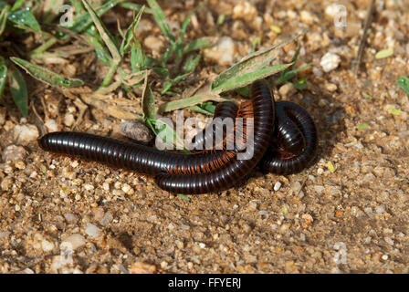 Millipede. Karnataka, India Stock Photo - Alamy