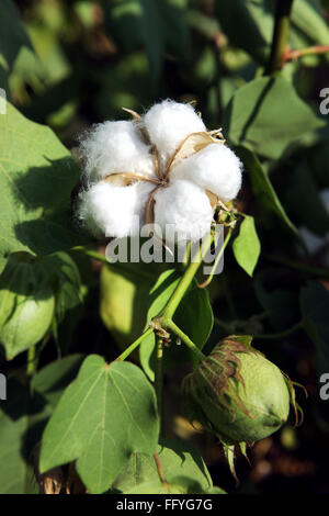 Cotton field , cotton boll burst Gossypium herbaceum ready for harvest ...
