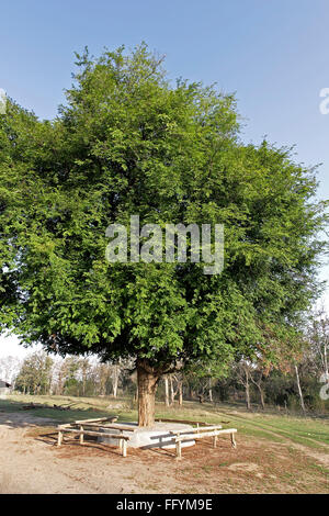 Tree, pench tiger reserve forest Stock Photo - Alamy