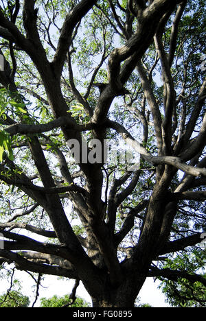 Mango Tree In Parbhani District At Beed, Maharashtra, India Stock Photo ...