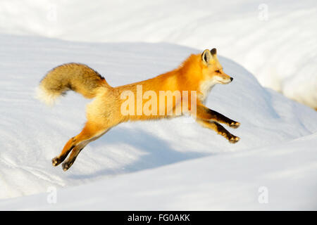 Red Fox - jumping over a ditch / Vulpes Vulpes Stock Photo - Alamy