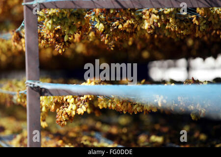 Grapes kept for drying on racks in dry grapes factory at Sangli ...