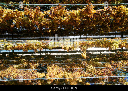 Grapes kept for drying on racks in dry grapes factory at Sangli ...