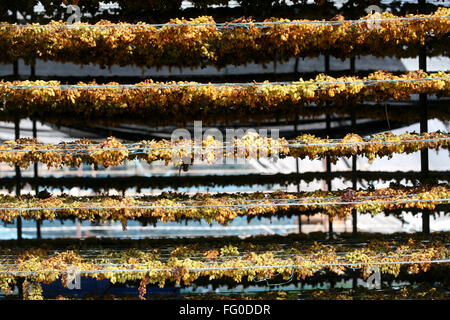 Grapes kept for drying on racks in dry grapes factory at Sangli Stock ...