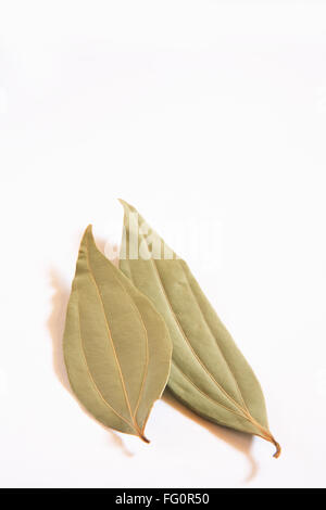 Indian spice , dried Bay Leaf Taj Patta Laurus nobilis Cinnamomum ...