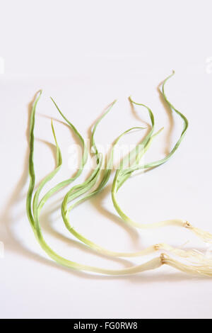 GREEN FRESH GARLIC ALLIUM SATIVUM Stock Photo - Alamy
