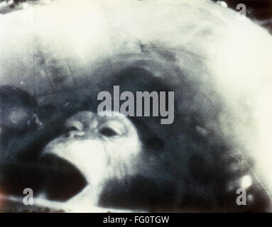 Ham, First Chimpanzee in Space, 1961 Stock Photo - Alamy