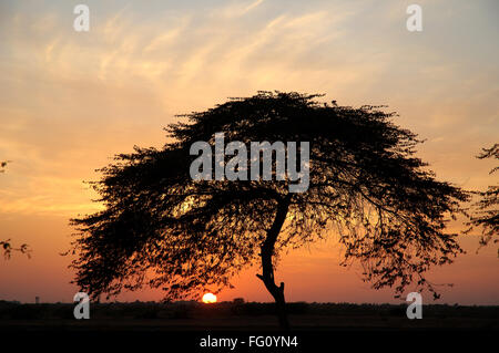 Sunset in the field, India Stock Photo - Alamy