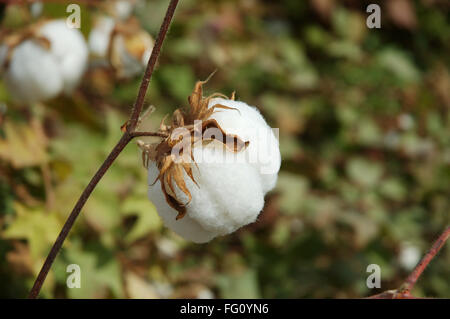 Cotton boll burst Gossypium herbaceum ready for harvest in field Stock ...