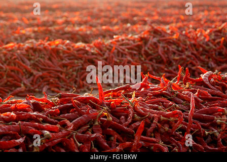 Red chilli drying process , Mathania , Jodhpur , Rajasthan , India ...