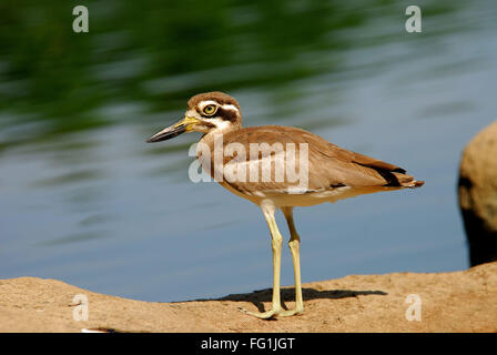 Birds, Stone Plover Esacus recurvirostris Stock Photo - Alamy