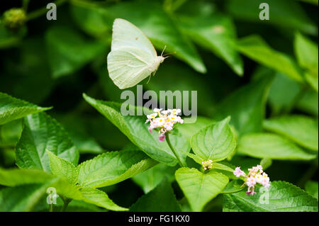 Butterfly, Mottled Emigrant Stock Photo - Alamy