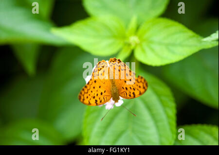Common Leopard Butterfly (Phalanta phalantha) on Koh See Chang Island ...