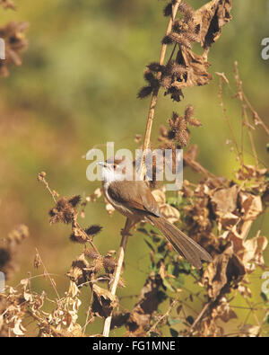 Yellow-eyed Babbler (Chrysomma sinense Stock Photo - Alamy
