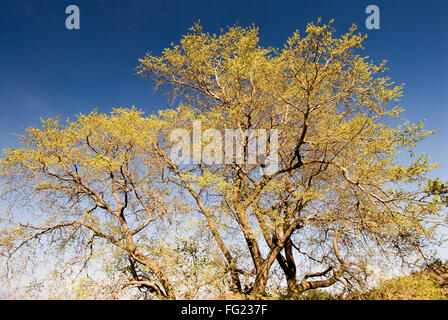 Tree local name papdi Latin name Hotoptelea inteyrifoli English name ...
