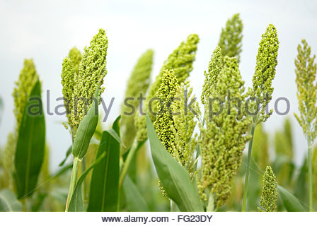 Jawar Field Stock Photo, Royalty Free Image: 16942961 - Alamy
